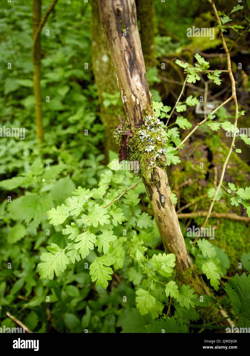 Natures chaos. Natural woodland patterns and textures formed by ...