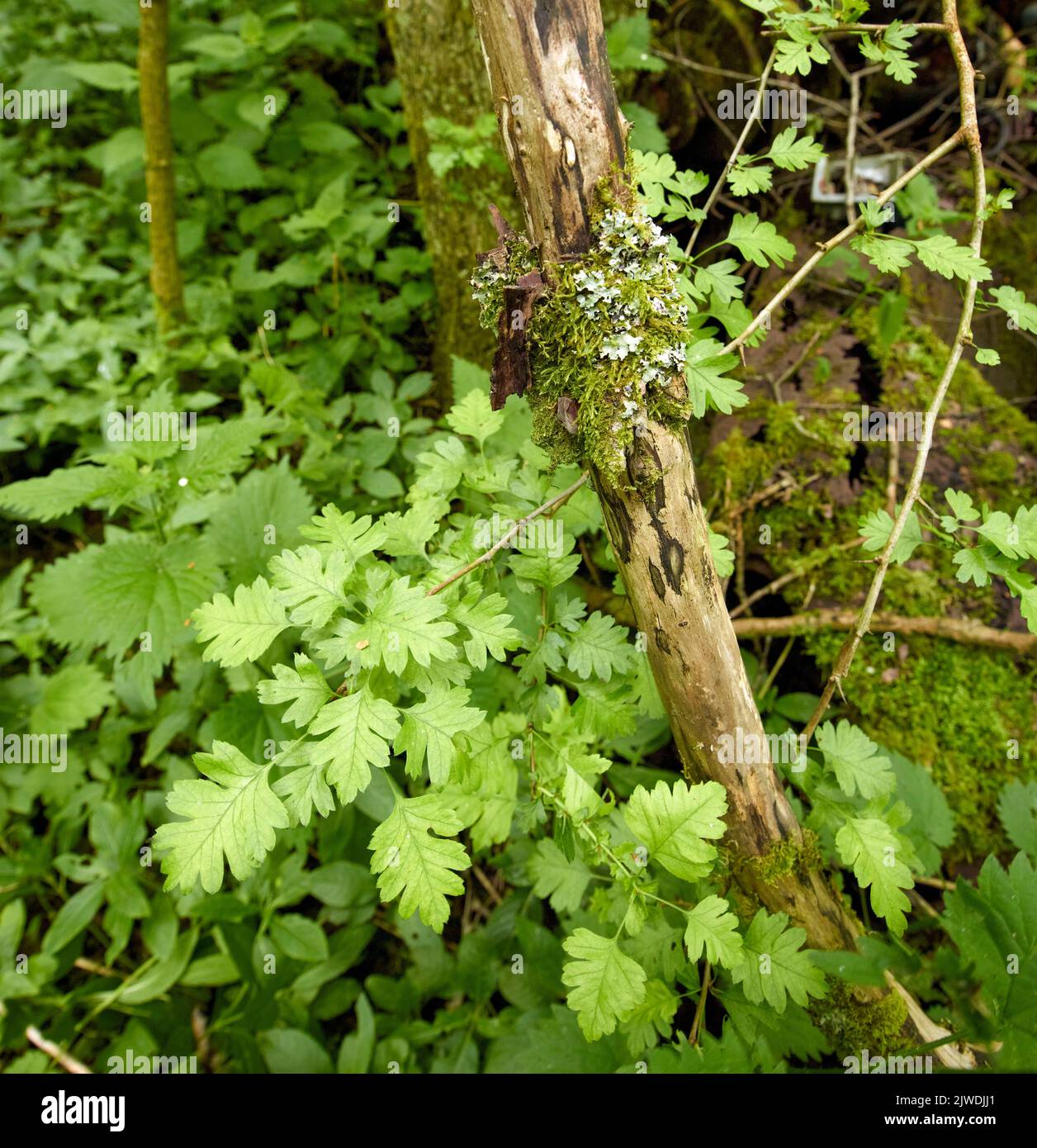Natures chaos. Natural woodland patterns and textures formed by ...
