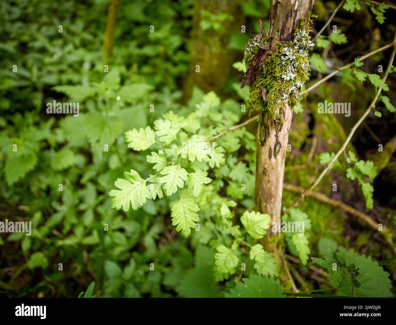 Natures chaos. Natural woodland patterns and textures formed by ...