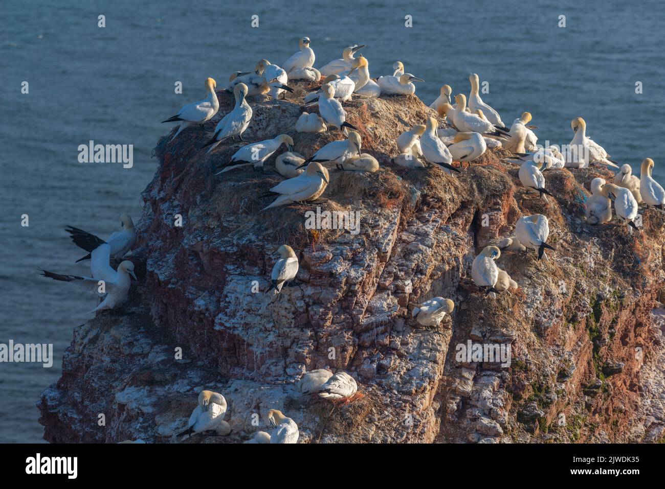 Northern Gannets (Morus bassanus) on Helgoland cliff, high seas island ...