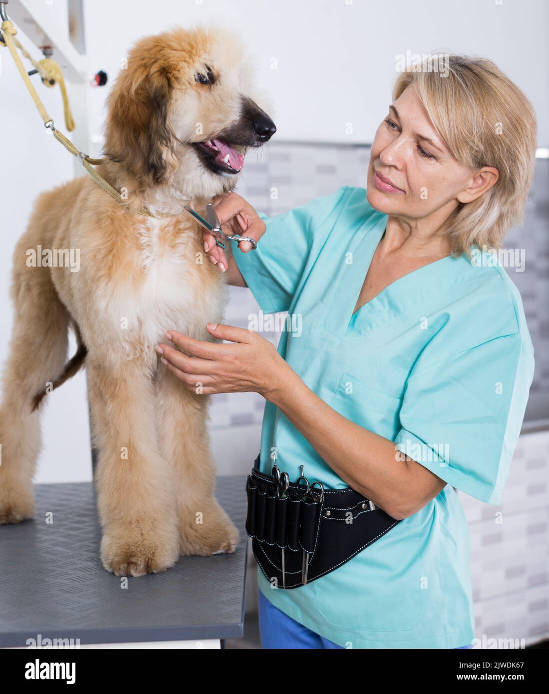 woman hairdresser cuts Afghan puppy Shepherd in beauty salon for ...