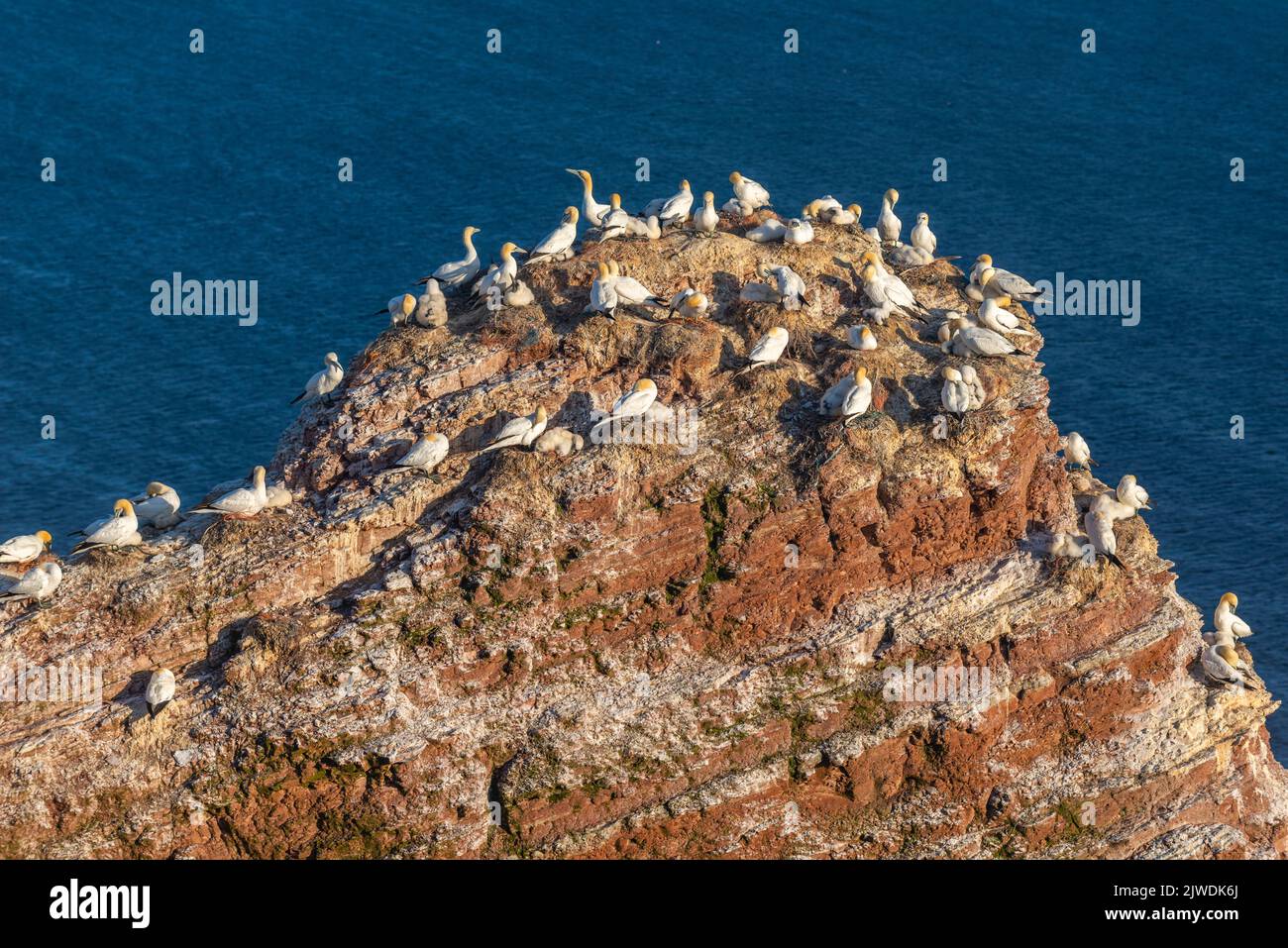 Gannets on german island heligoland hi-res stock photography and images ...
