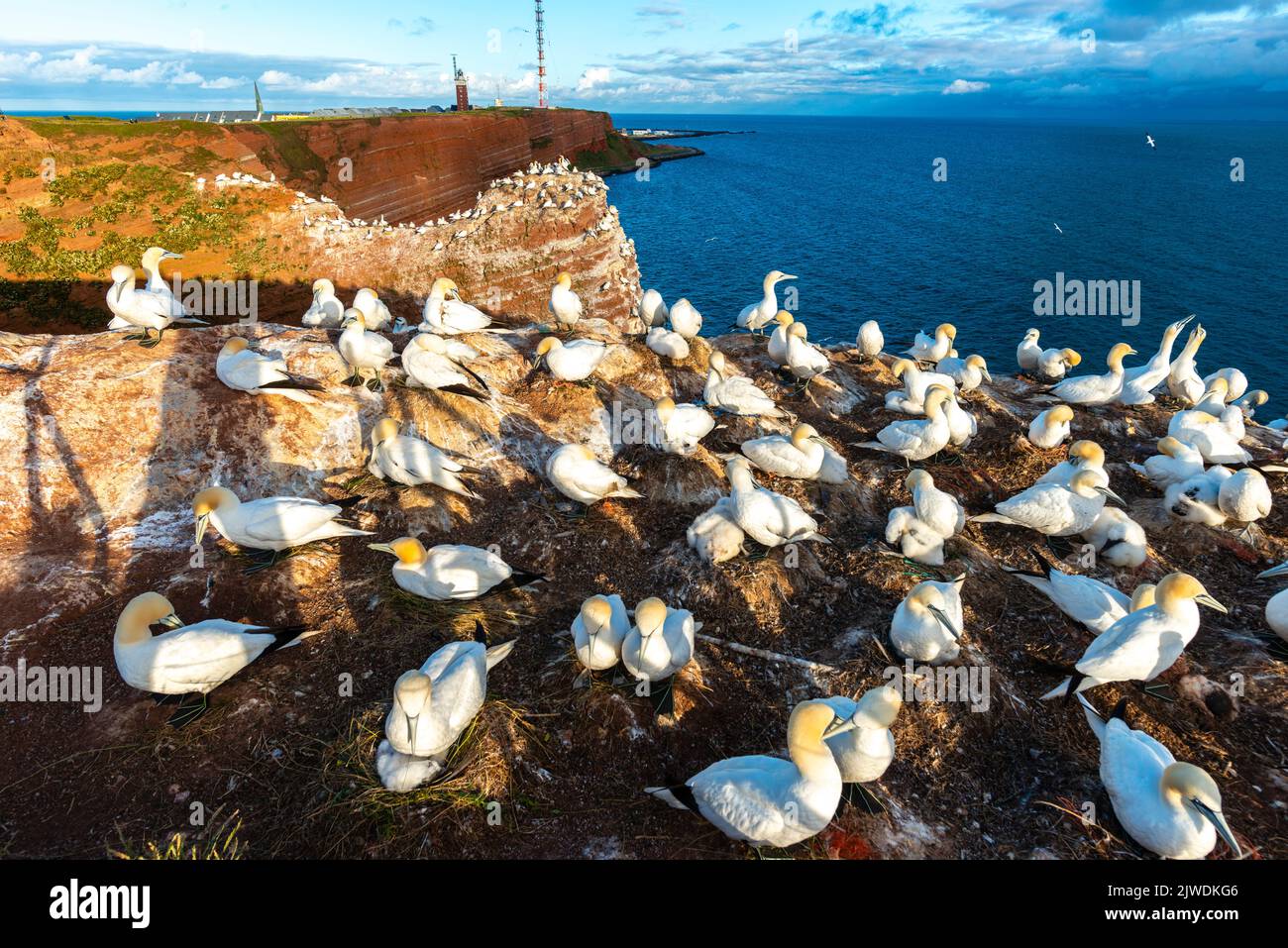 Northern Gannets (Morus bassanus) on Helgoland cliff, high seas island ...