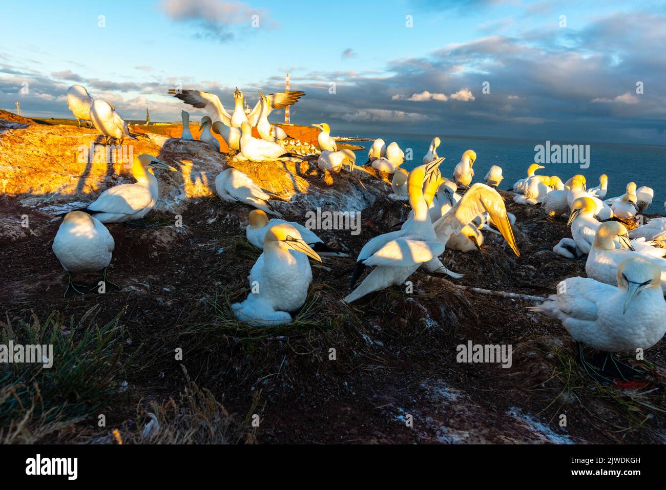 Gannets on german island heligoland hi-res stock photography and images ...