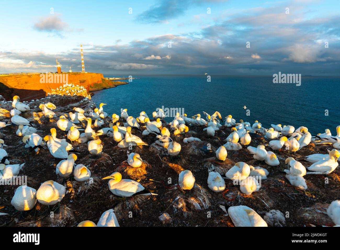 Northern Gannets (Morus bassanus) on Helgoland cliff, high seas island ...