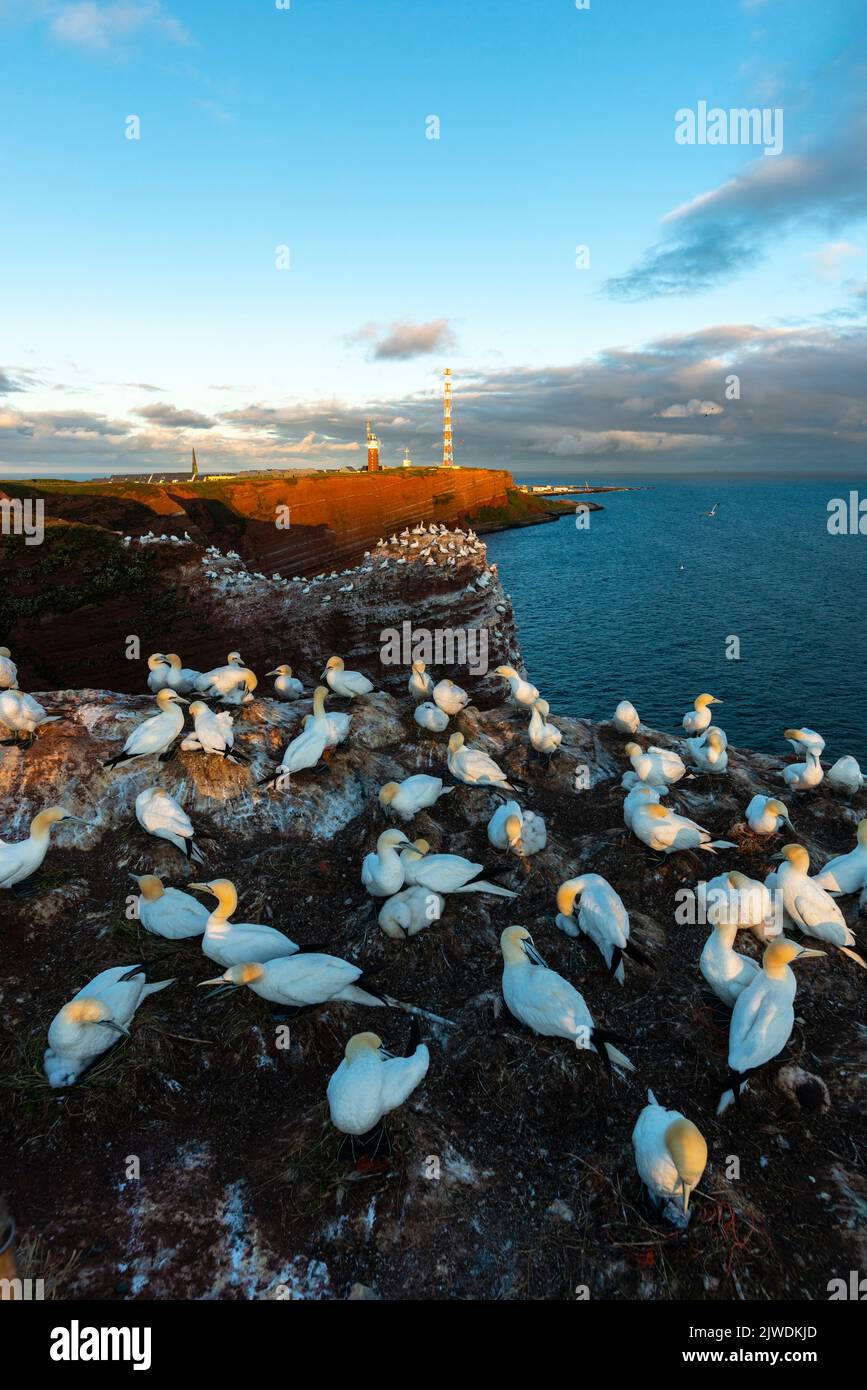 Northern Gannets (Morus bassanus) on Helgoland cliff, high seas island ...