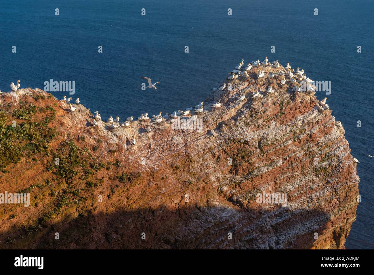 Northern Gannets (Morus bassanus) on Helgoland cliff, high seas island ...