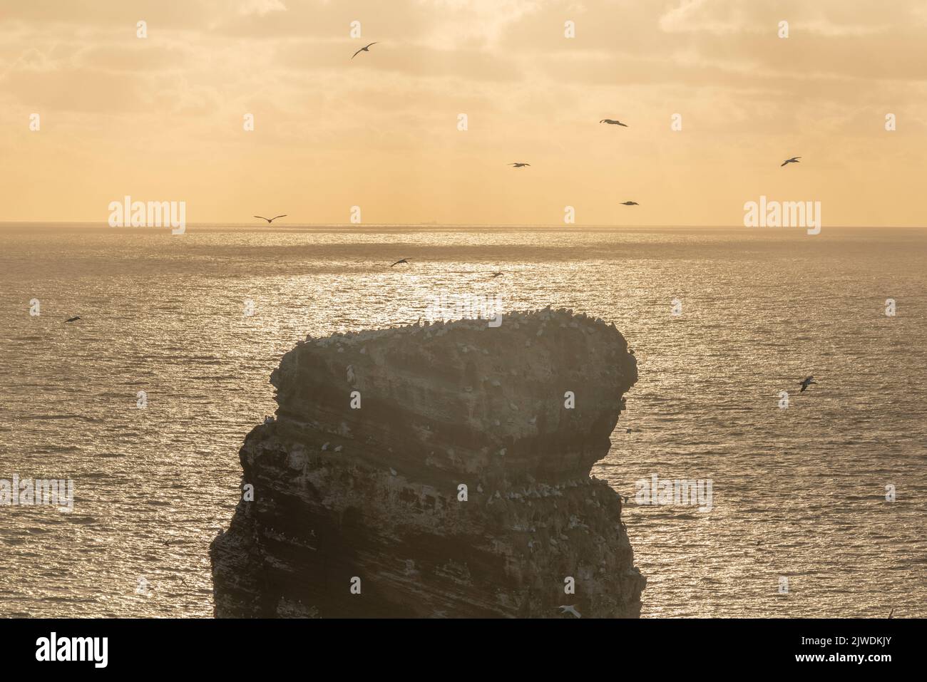 Northern Gannets (Morus bassanus) on Helgoland cliff, high seas island ...