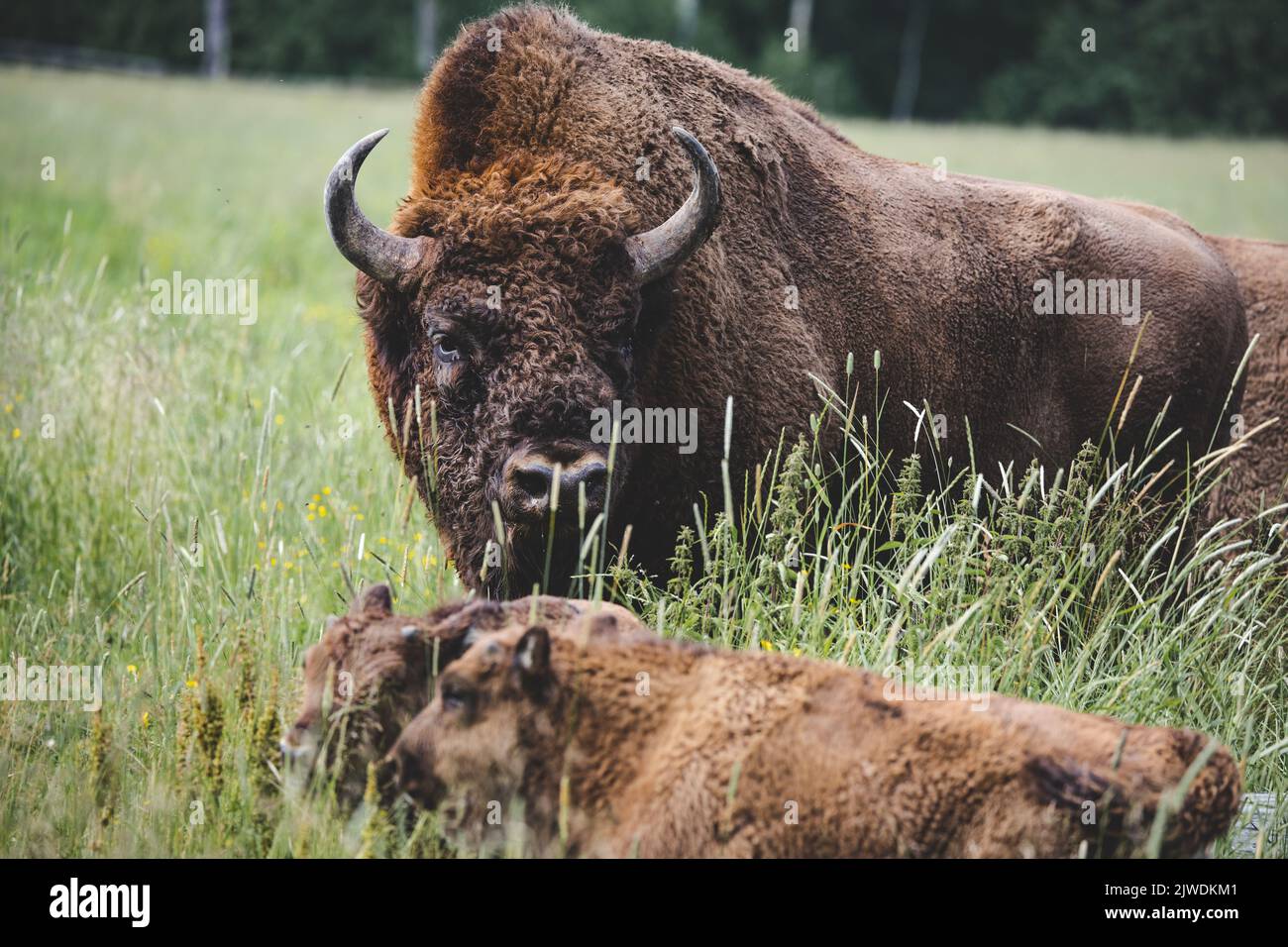 A closeup shot of a giant European bison with horns in a greenfield ...