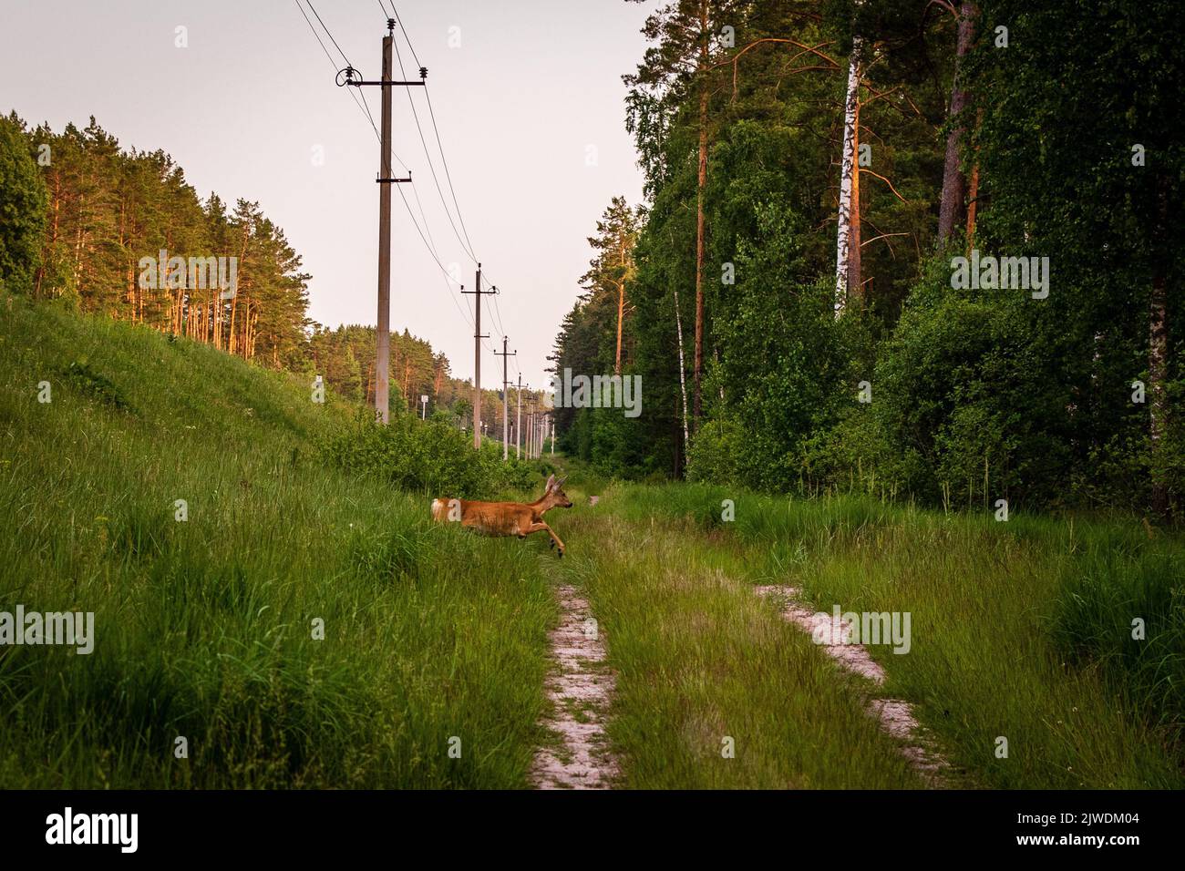 A roe deer running through the forest in summer in Belarus Stock Photo ...