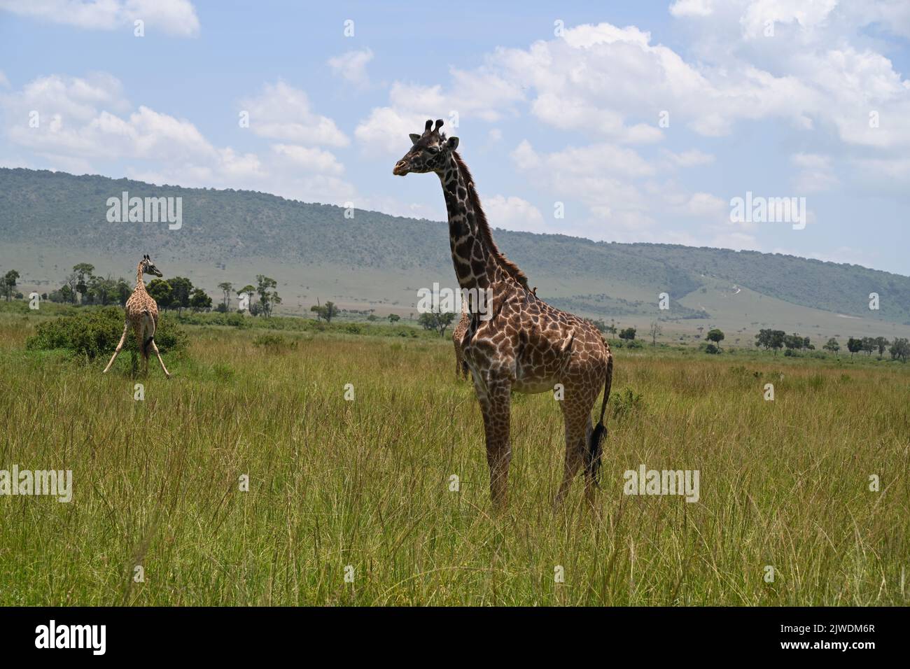 Single giraffe hi-res stock photography and images - Alamy