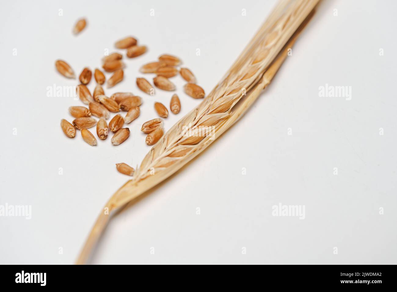 Wheat grain seed sample hi-res stock photography and images - Alamy