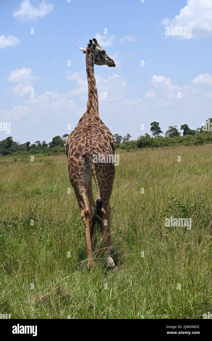 back side of a giraffe in maasai mara Stock Photo - Alamy