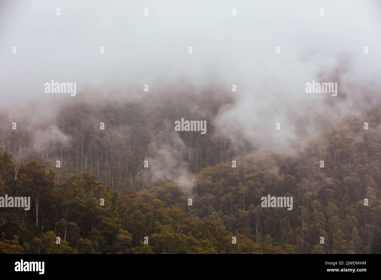 Woods Point Rd Drive in Victoria Australia Stock Photo - Alamy