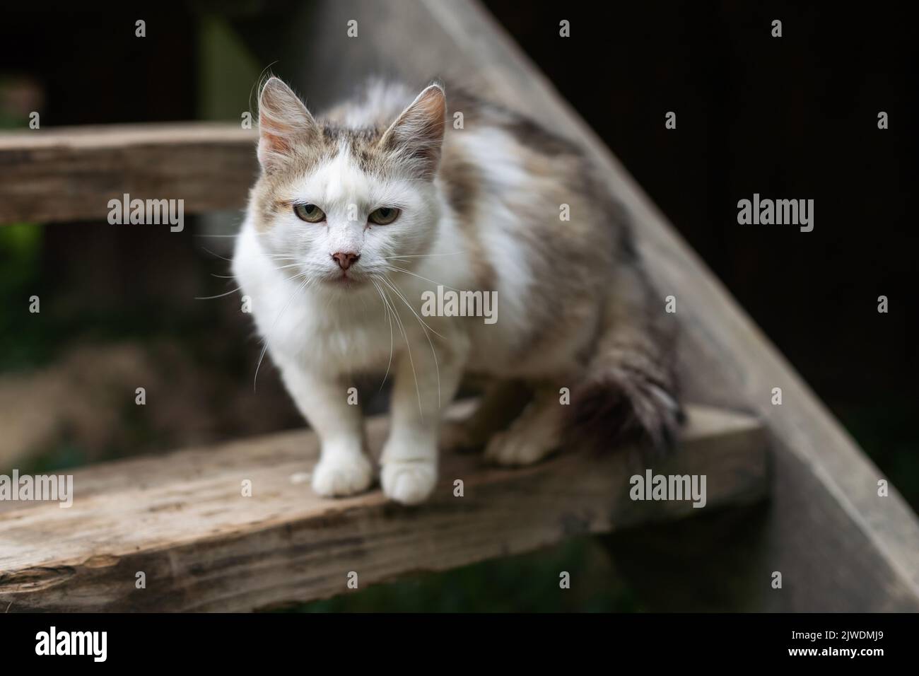 adult Cat Exploring the Yard Stock Photo - Alamy