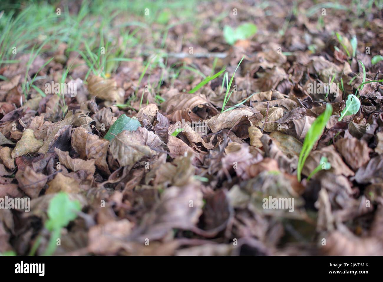 Leaves covering pathway autumn hi-res stock photography and images - Alamy