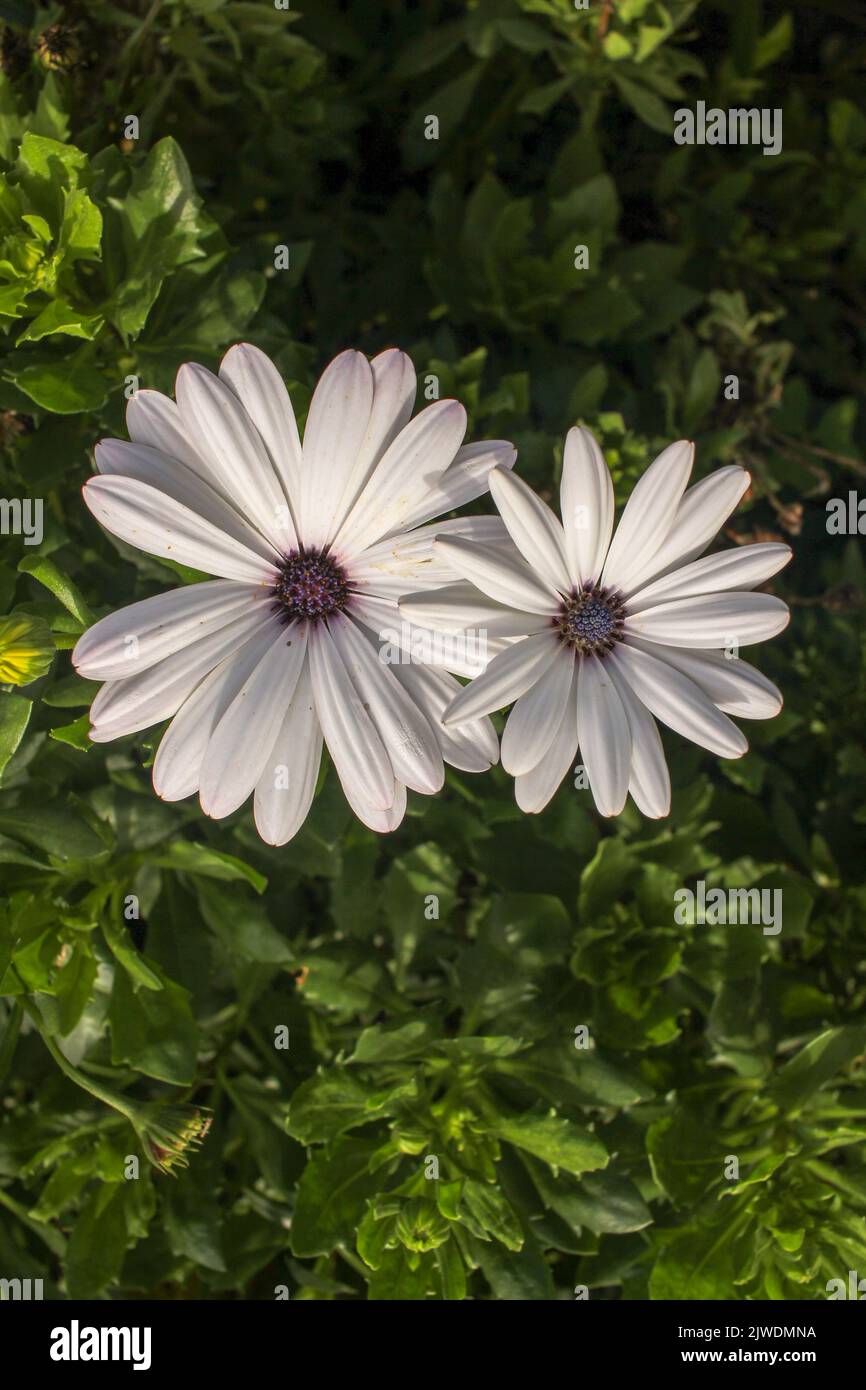 Two beautiful daisy flower in hi-res stock photography and images - Alamy