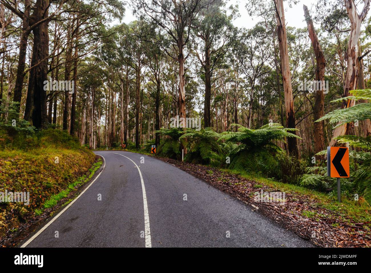 Woods Point Rd Drive in Victoria Australia Stock Photo - Alamy