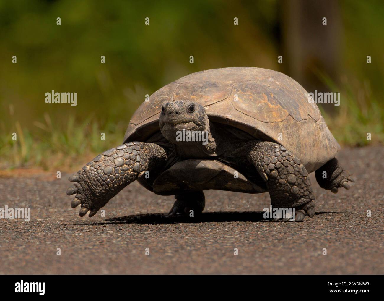 tortoise marching down road Stock Photo - Alamy