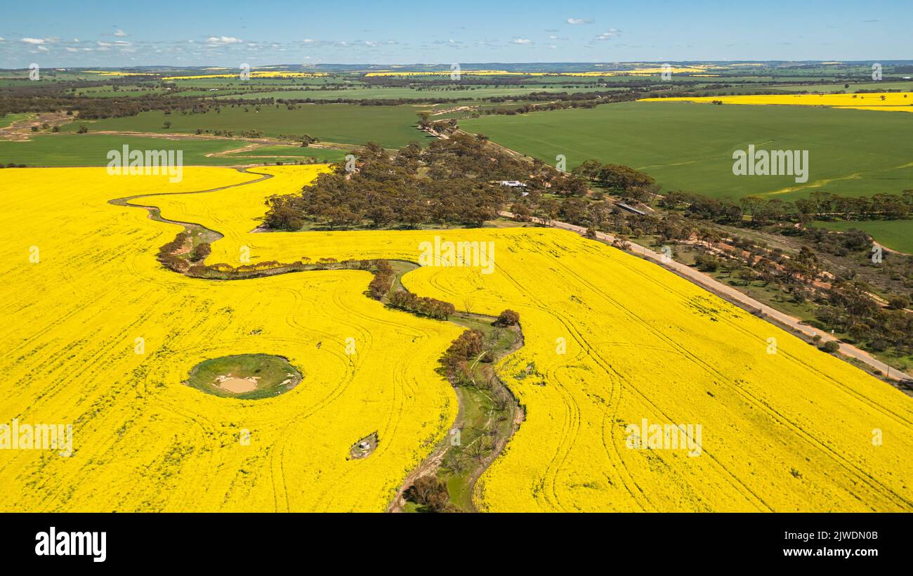Aerial image of golden canola fields, road, blue sky in York, Western ...