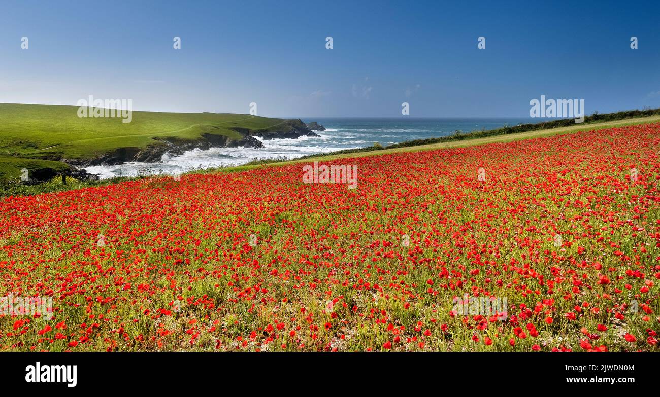 Poppy fields hi-res stock photography and images - Alamy