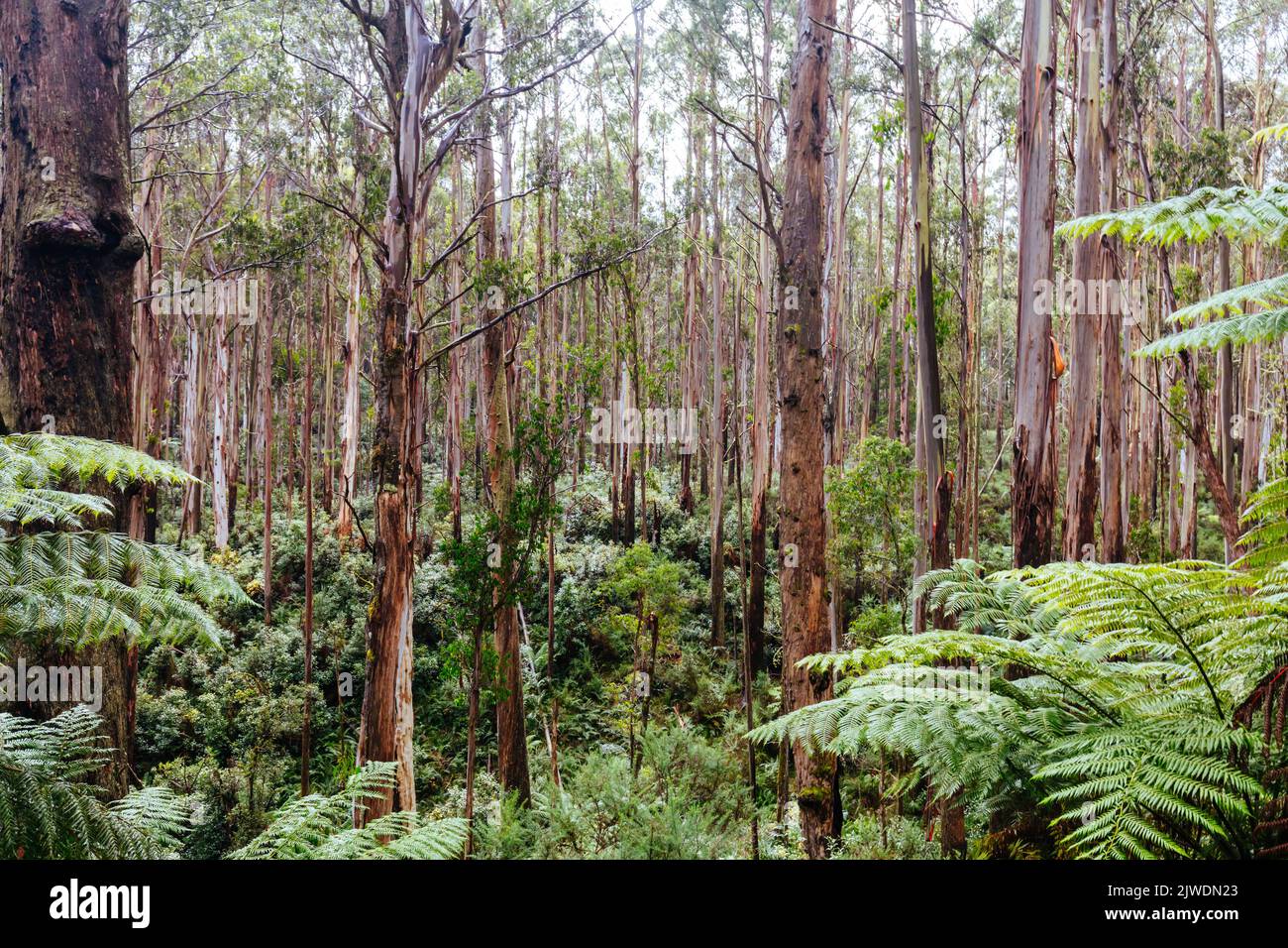 Woods Point Rd Drive in Victoria Australia Stock Photo - Alamy