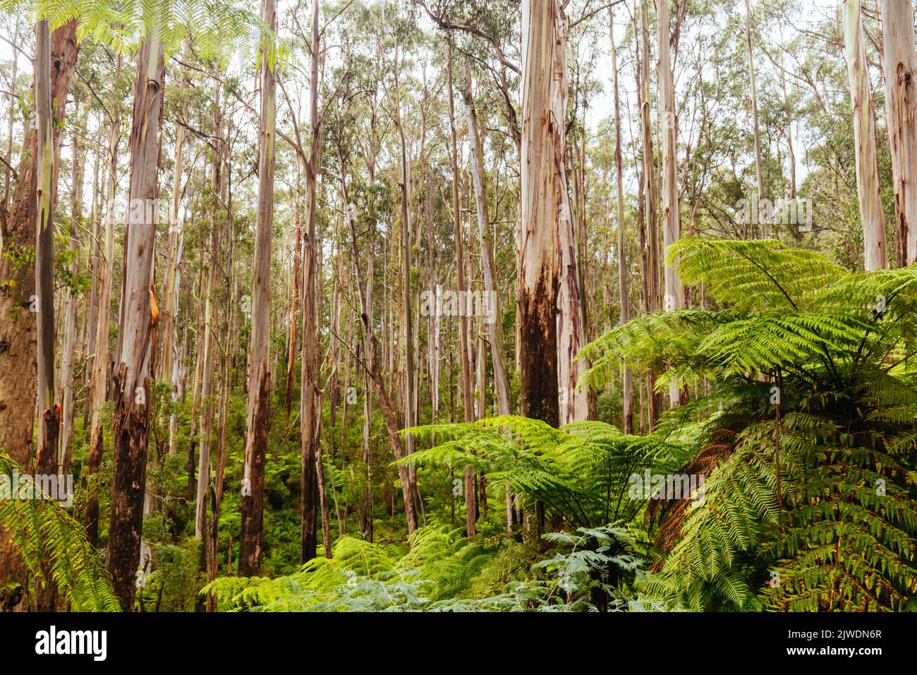 Woods Point Rd Drive in Victoria Australia Stock Photo - Alamy