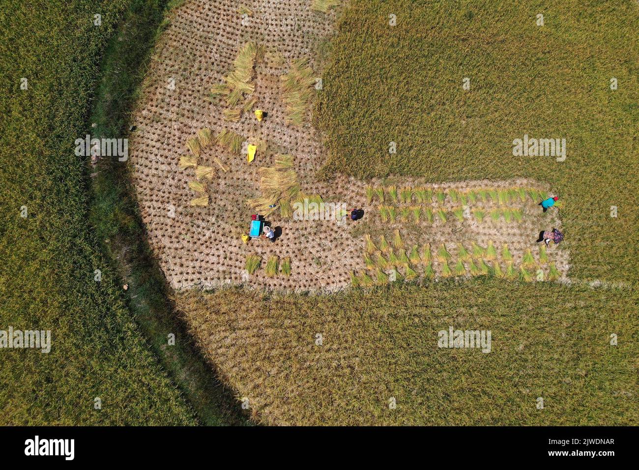 CHONGQING, CHINA - SEPTEMBER 5, 2022 - Villagers harvest rice at the ...