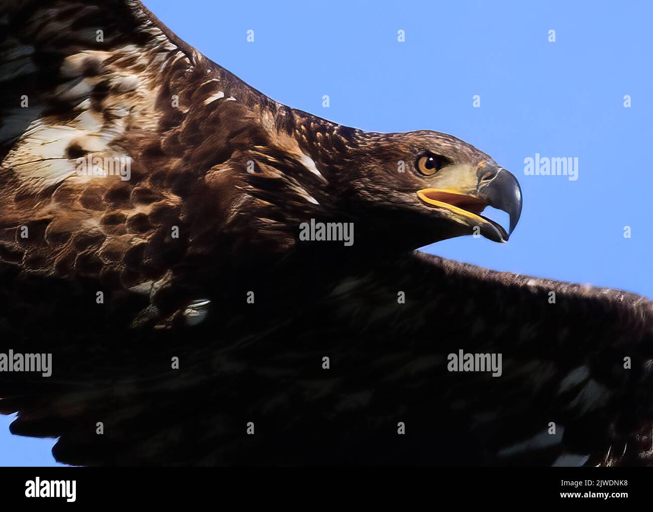 portrait of a juvenile bald eagle flying Stock Photo - Alamy