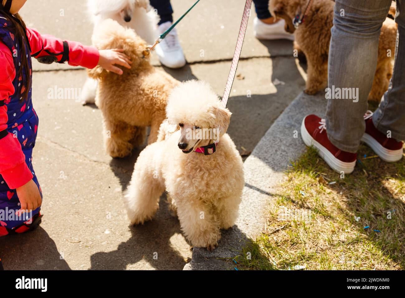 Two little brown poodles. Small puppy of toypoodle breed. Cute dog and ...