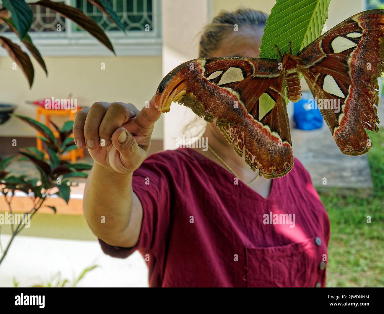 Atlas moth hand hi-res stock photography and images - Alamy
