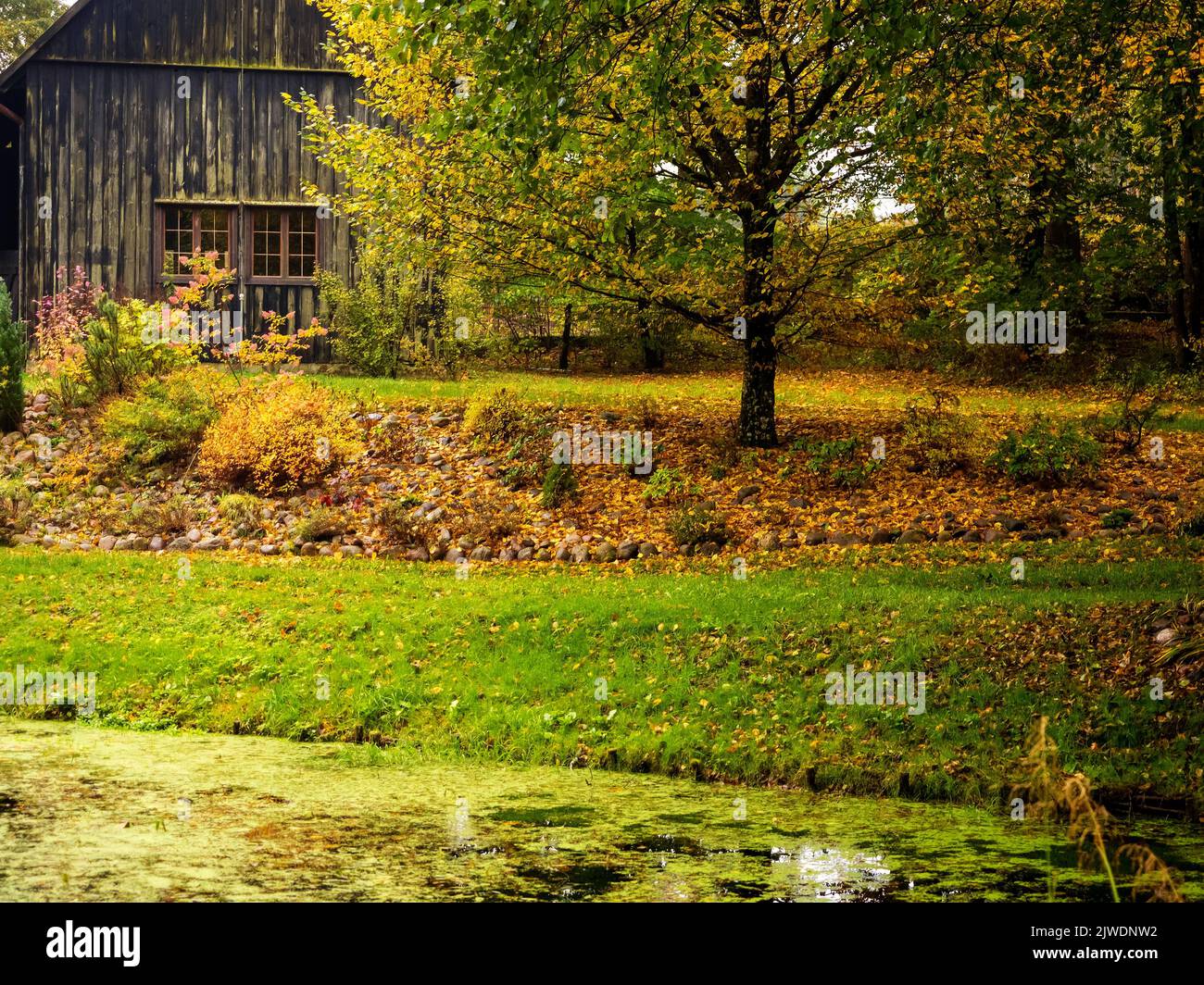 black wooden old hut on a backyard of a countryside farm in autumn ...