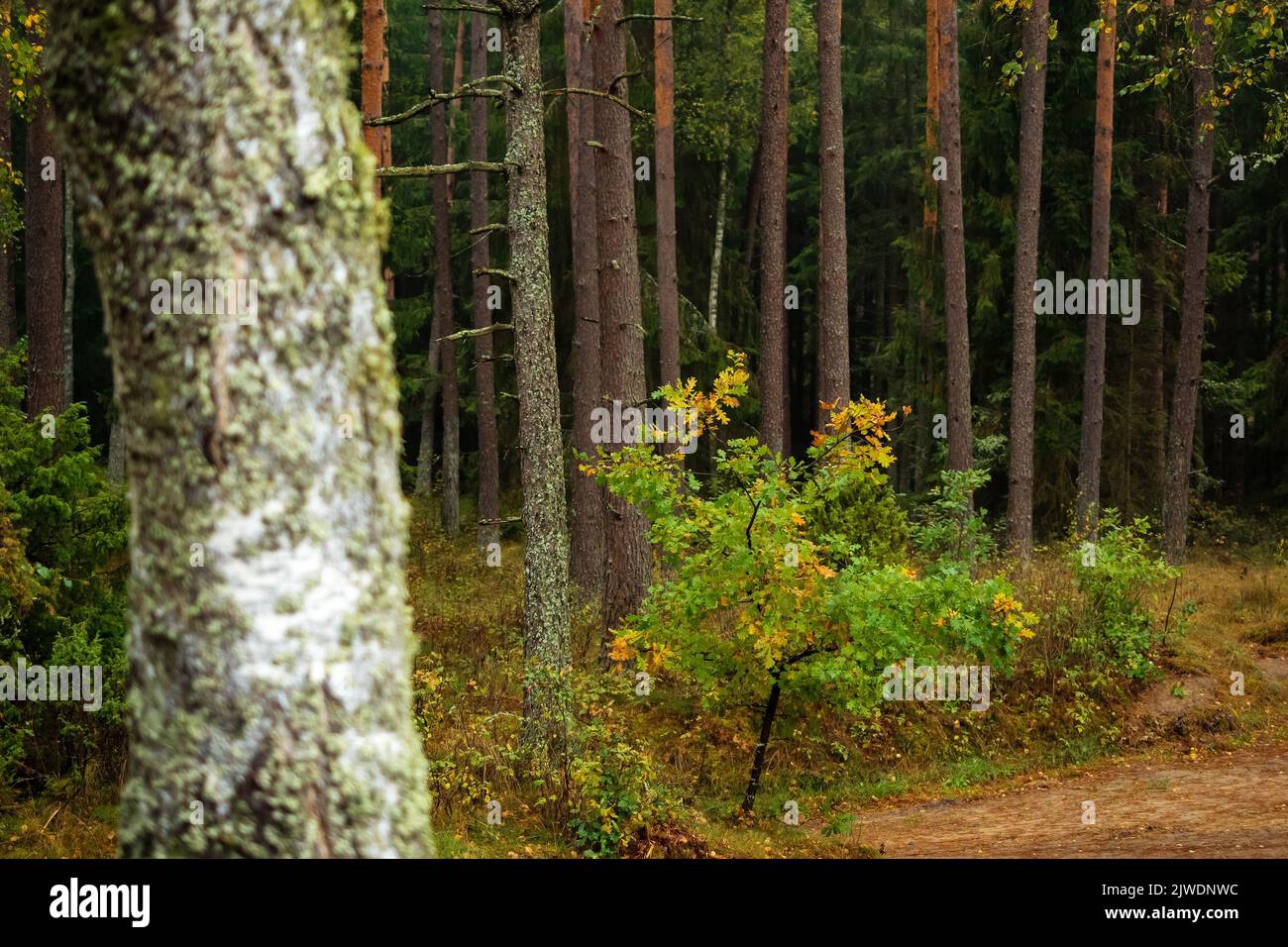 loneliness deciduous tree in a pine tree forest Stock Photo - Alamy
