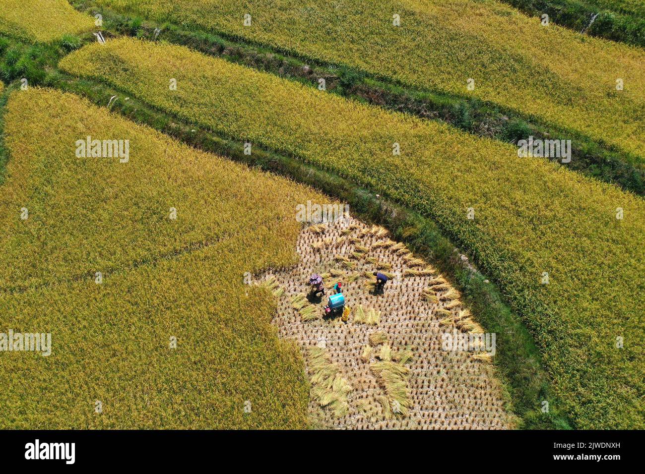CHONGQING, CHINA - SEPTEMBER 5, 2022 - Villagers harvest rice at the ...