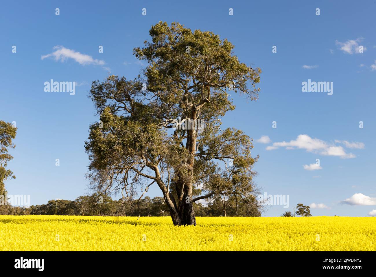 A tree and golden canola field in York, Western Australia Stock Photo ...
