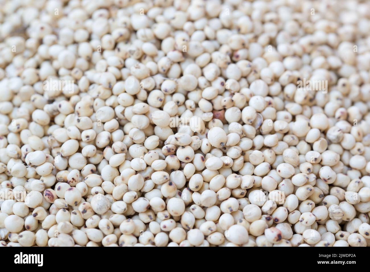 Sorghum seed hi-res stock photography and images - Alamy