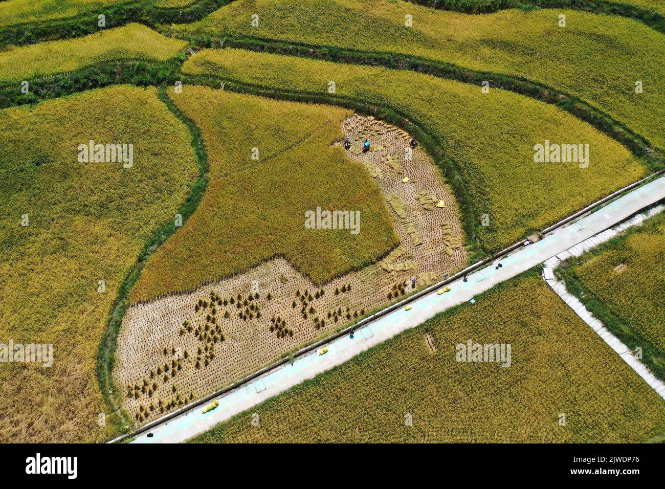 CHONGQING, CHINA - SEPTEMBER 5, 2022 - Villagers harvest rice at the ...
