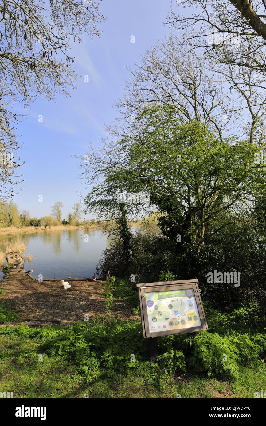 Summer view over Manea pit wildlife site, Manea town, Cambridgeshire ...
