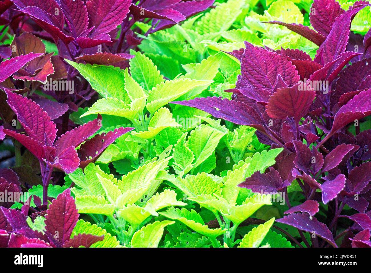 Coleus plants Calgary Zoo Stock Photo - Alamy