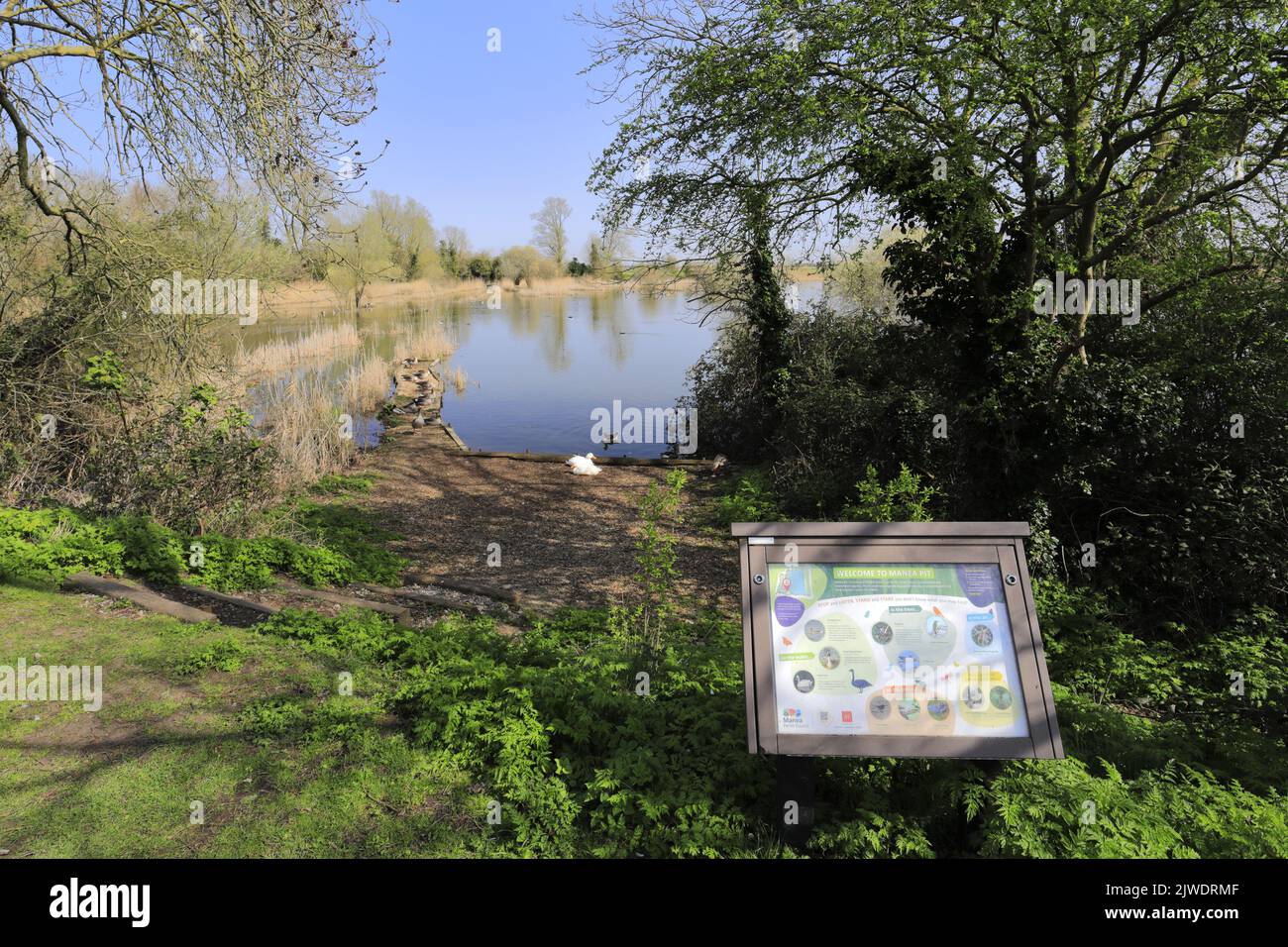 Summer view over Manea pit wildlife site, Manea town, Cambridgeshire ...
