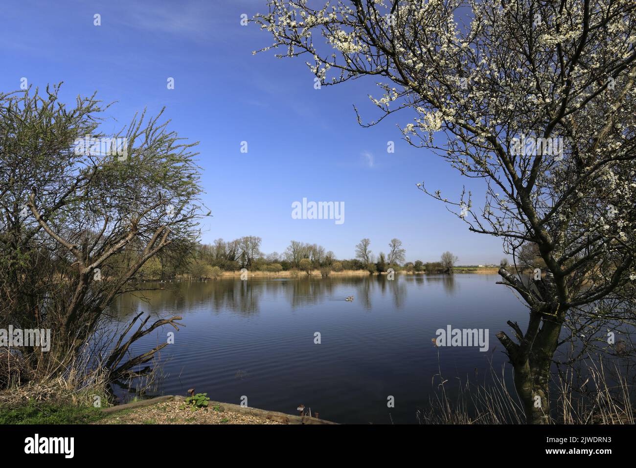Daffodils bedford river hi-res stock photography and images - Alamy