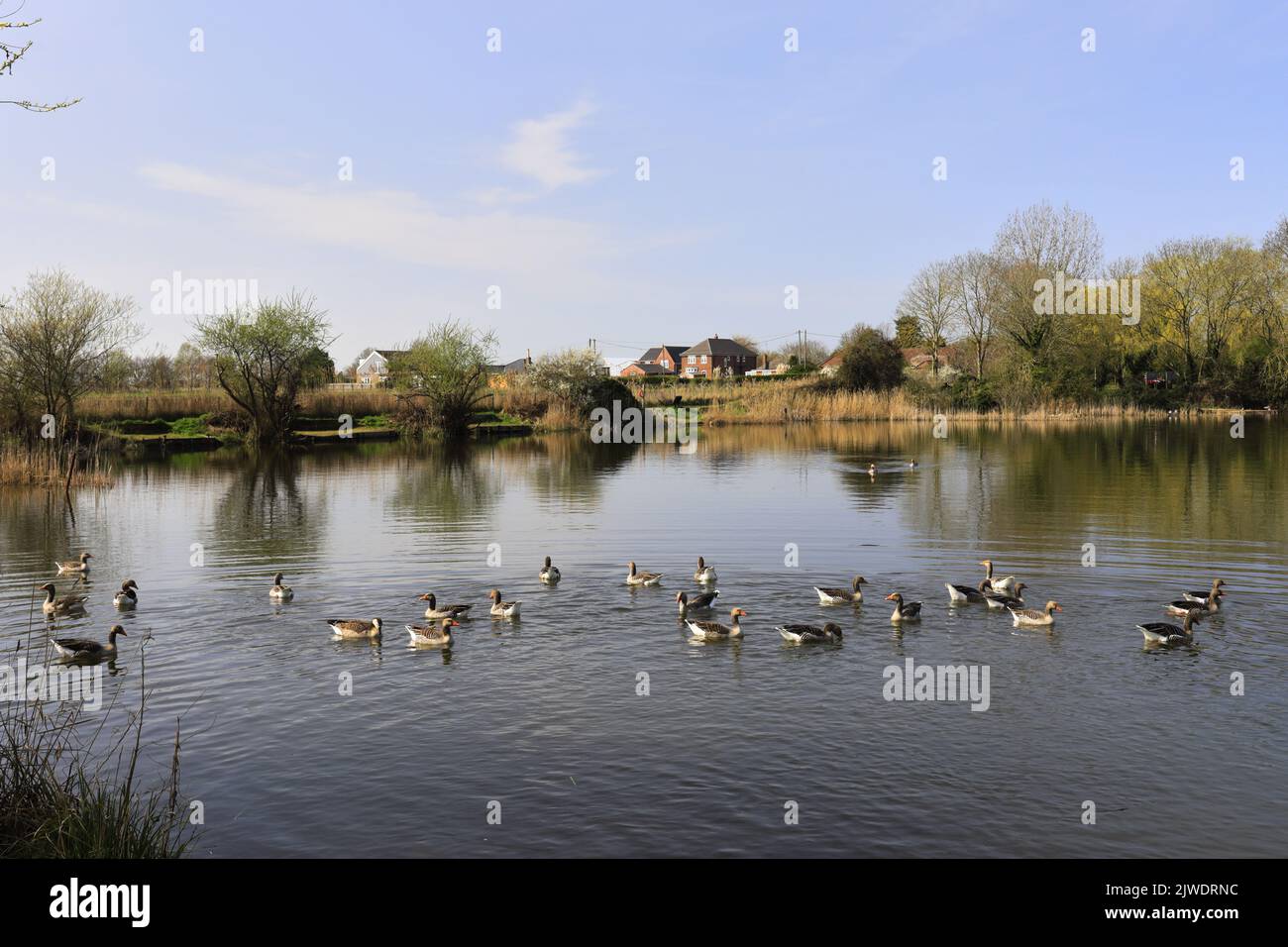 Summer view over Manea pit wildlife site, Manea town, Cambridgeshire ...