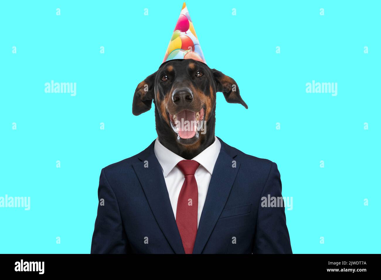 cheerful teckel dachshund dog with party hat having fun at work in ...