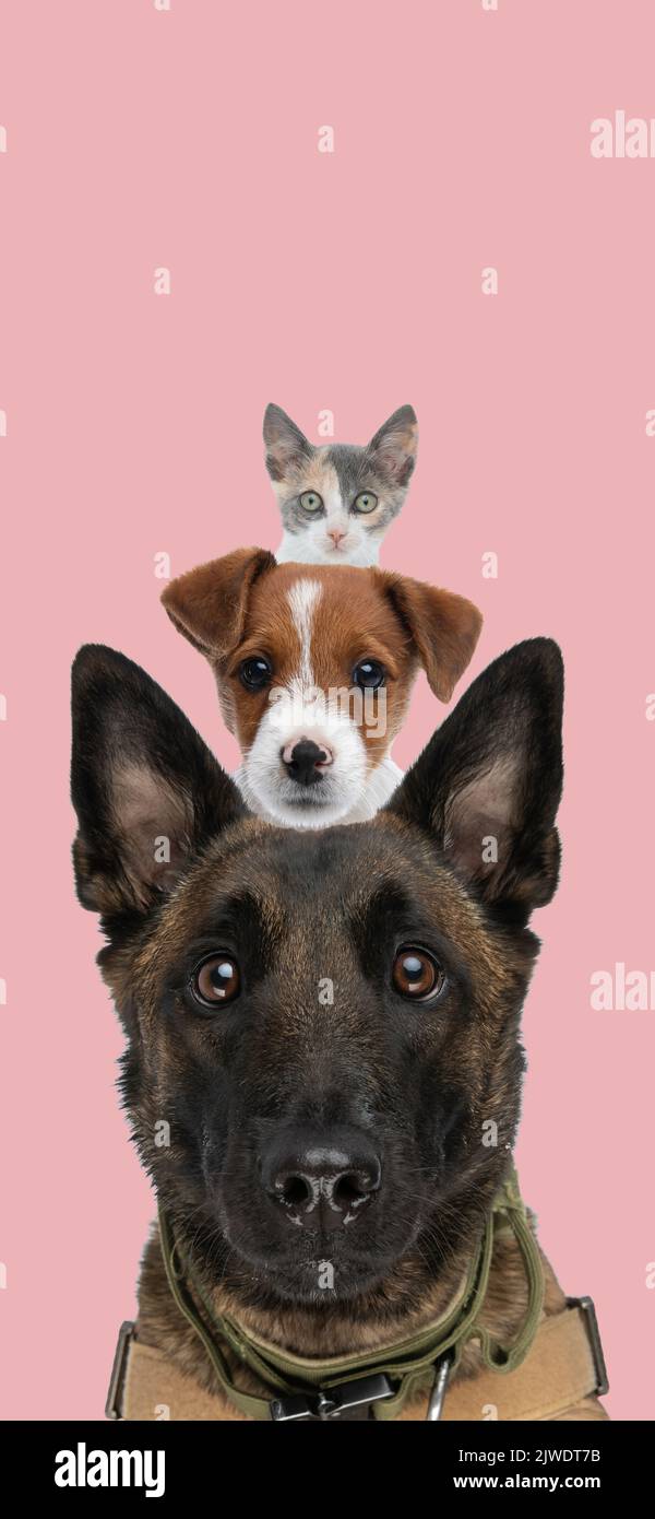 picture of cute belgian shepherd malinois dog with jack russell terrier ...