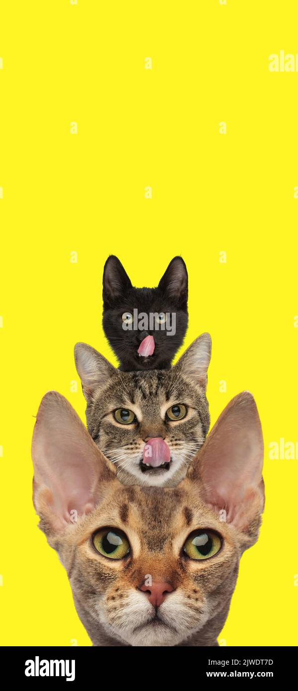 picture of three metis cat heads one behind another on yellow ...