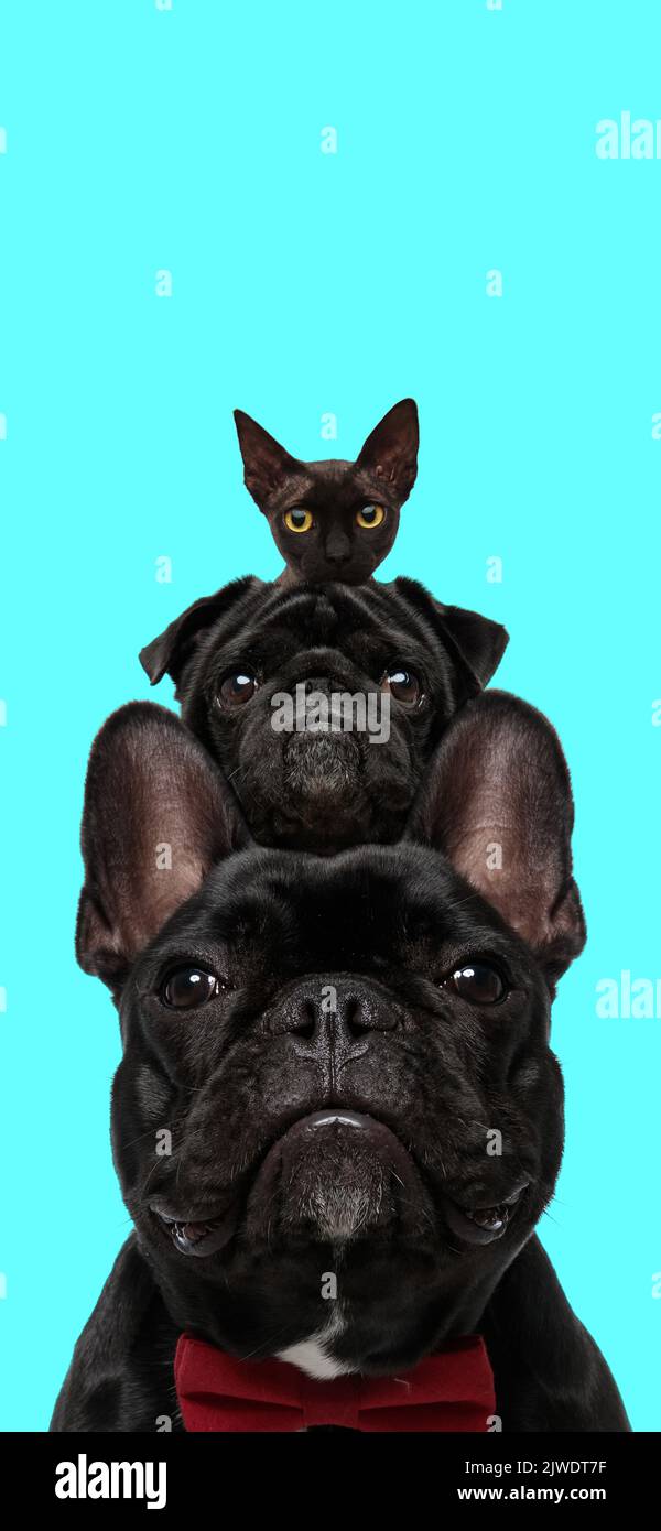 team of black fur animals posing on blue background, french bulldog and ...