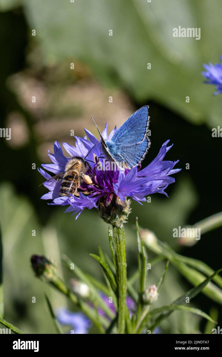 A honeybee and a large blue butterfly on a cornflower flower 3 Stock ...