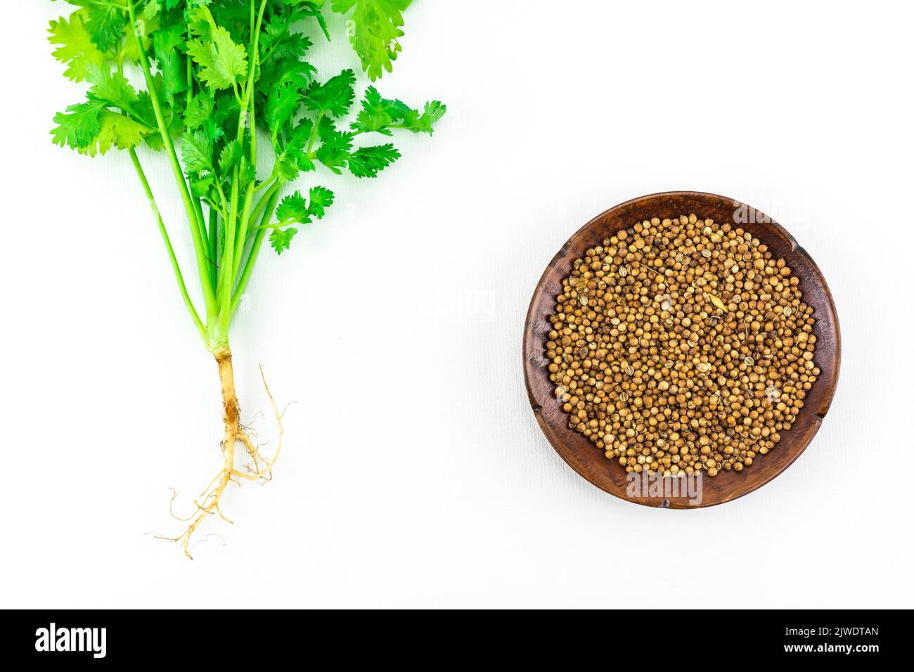 Coriander vector Cut Out Stock Images & Pictures - Alamy