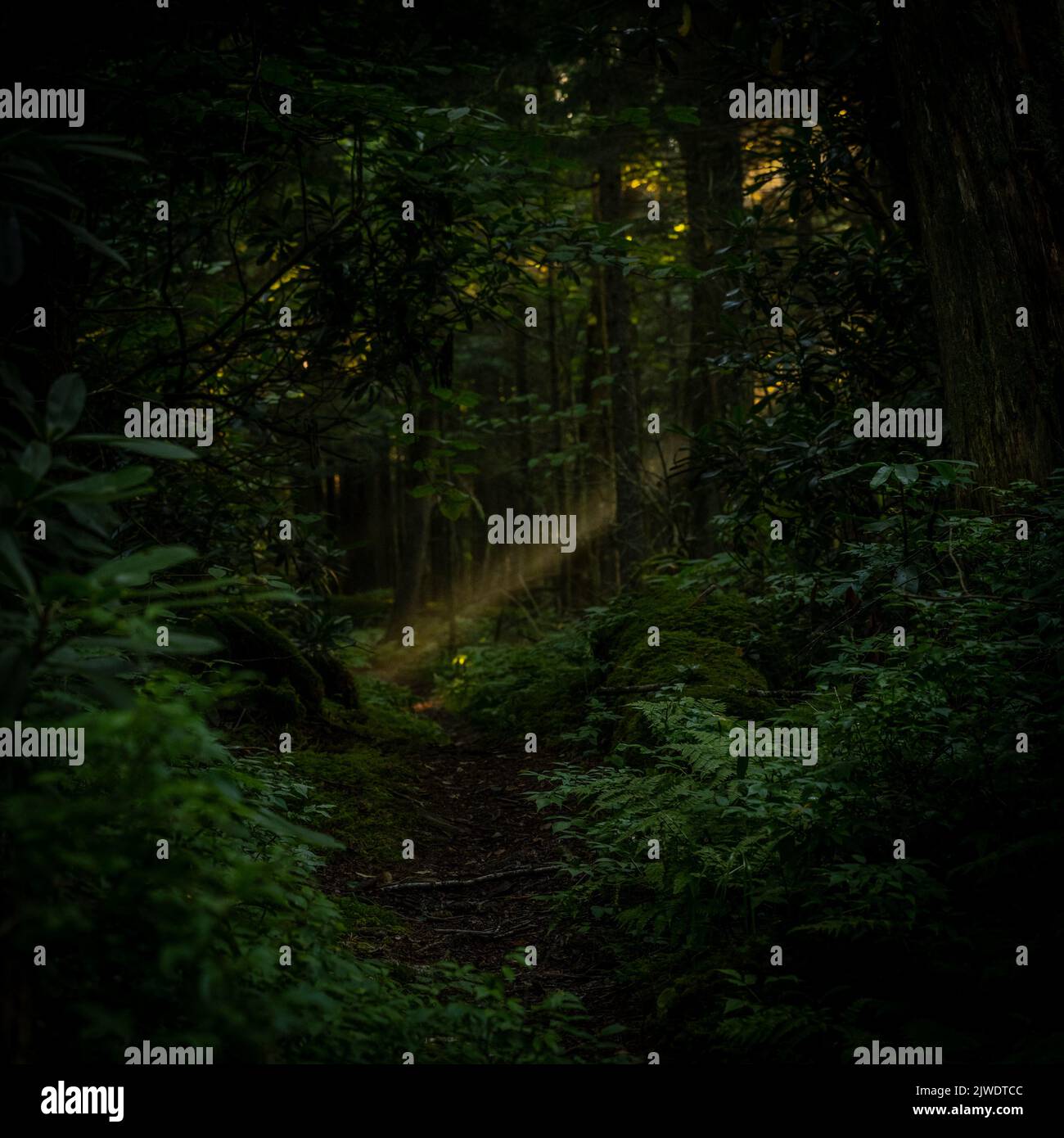 Shaft of Light Through Dark Forest in Great Smoky Mountains National ...