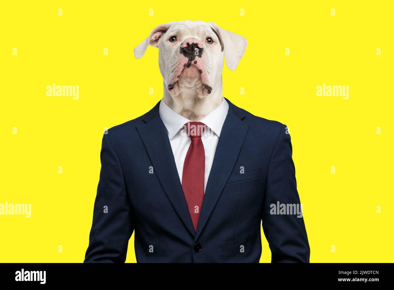 confident business american bulldog dog wearing navy blue suit and ...